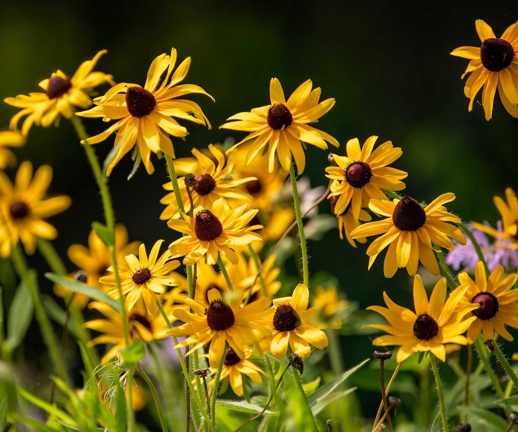 How to grow black-eyed Susan: expert tips for great blooms | Homes and ...