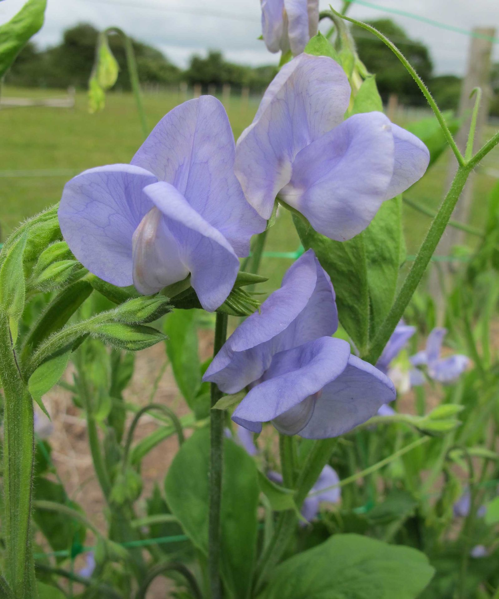 Sweet pea varieties: 16 blooms for summertime scent | Gardeningetc