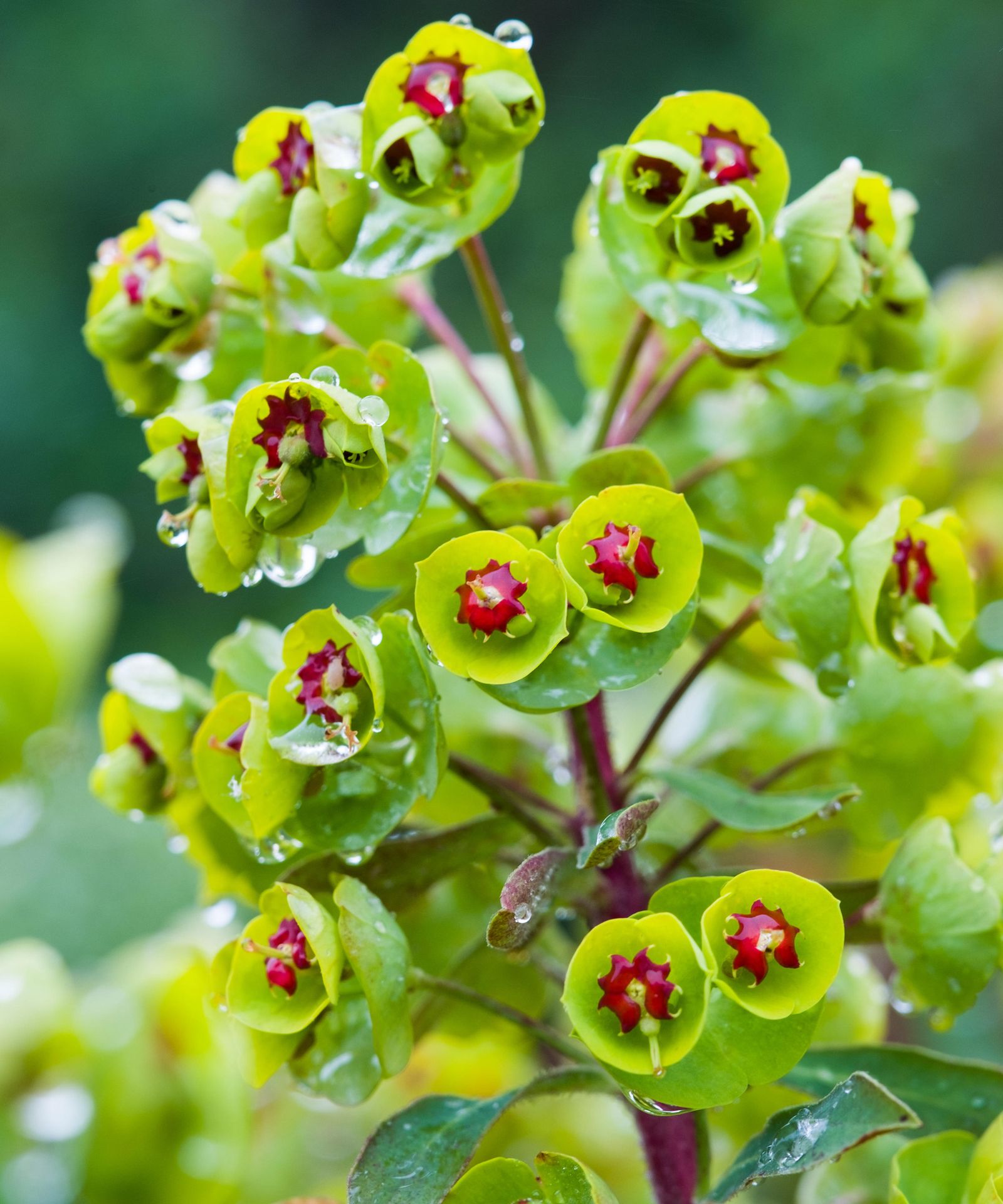 Types of euphorbia: 16 varieties for beds, borders and pots | Gardeningetc