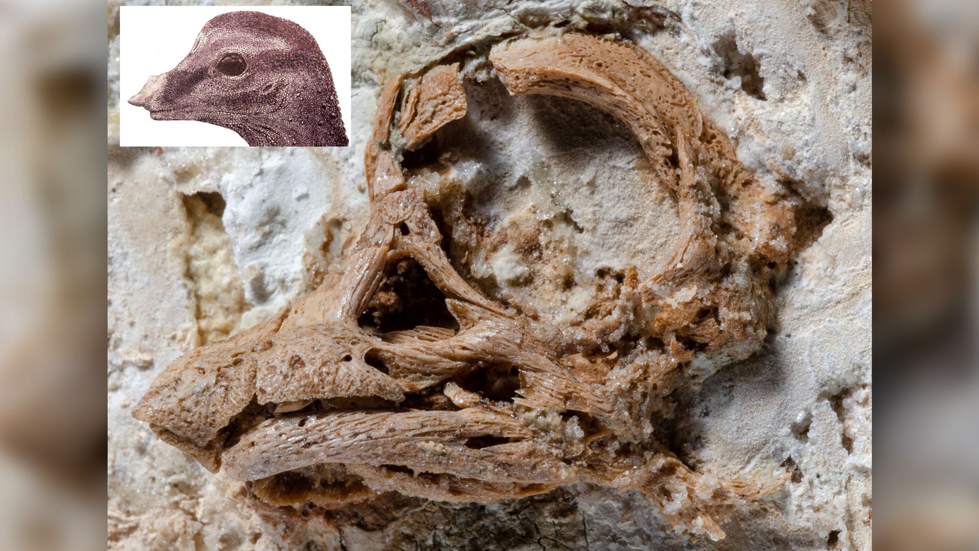 Teensy long-necked dinosaur embryo reveals weird snout horn | Live Science