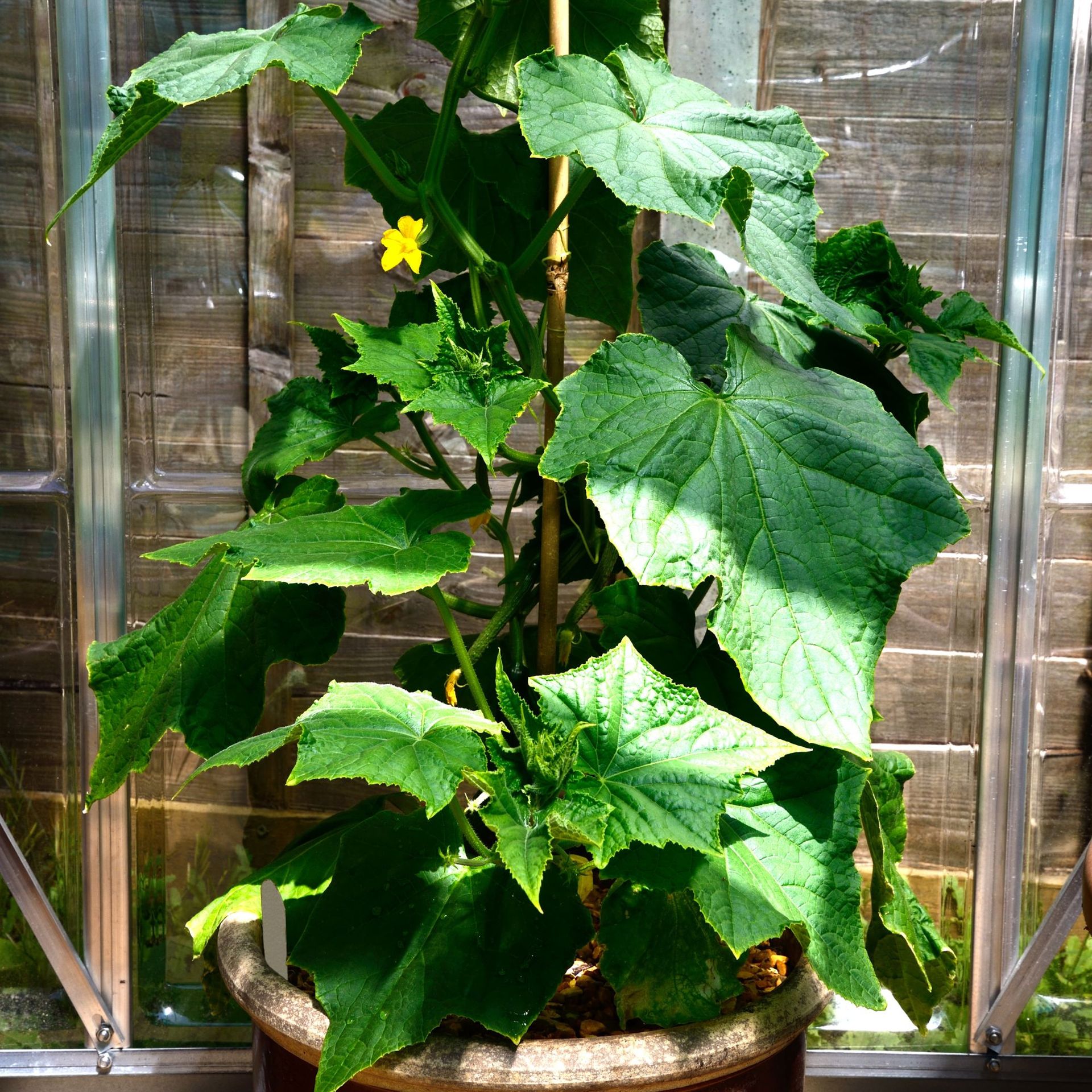 How to grow cucumbers in pots for a summer of tasty harvests | Ideal Home