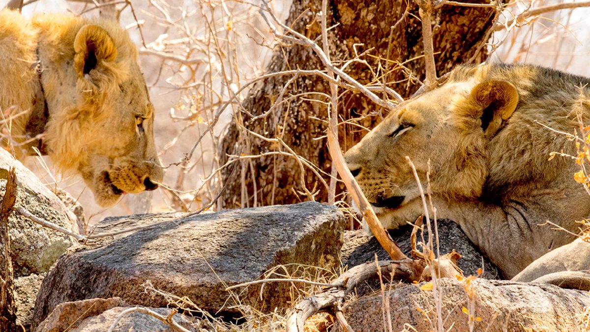 New DNA findings shed light on Tsavo's infamous man-eating lions | Live ...