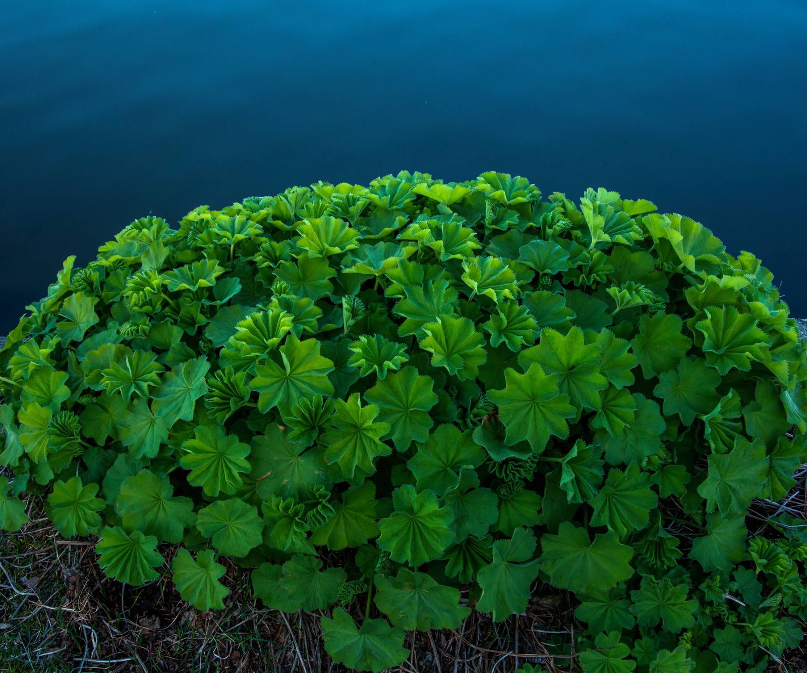 Lady’s Mantle: Complete Plant Care And Growing Guide | Gardening Know How