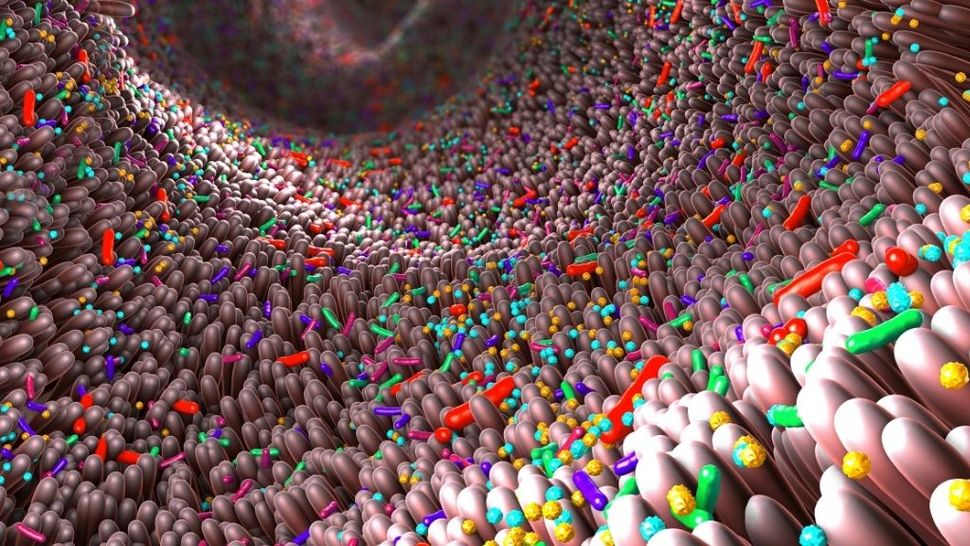 What is gut health and why is it important? | Live Science