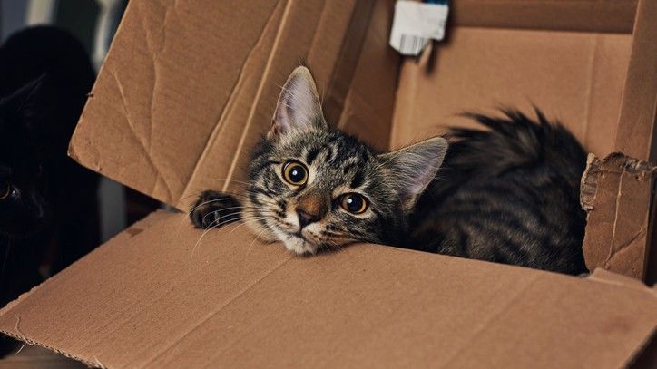 How to entertain indoor cats | PetsRadar