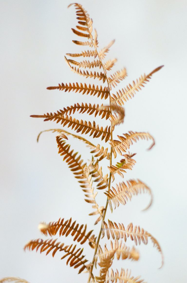 How to create a foliage wall for a stunning fall display | Homes and ...