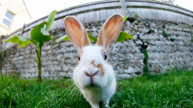 32 facts about rabbits that might surprise you | PetsRadar