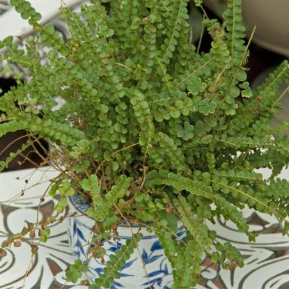 How to care for button fern | Ideal Home