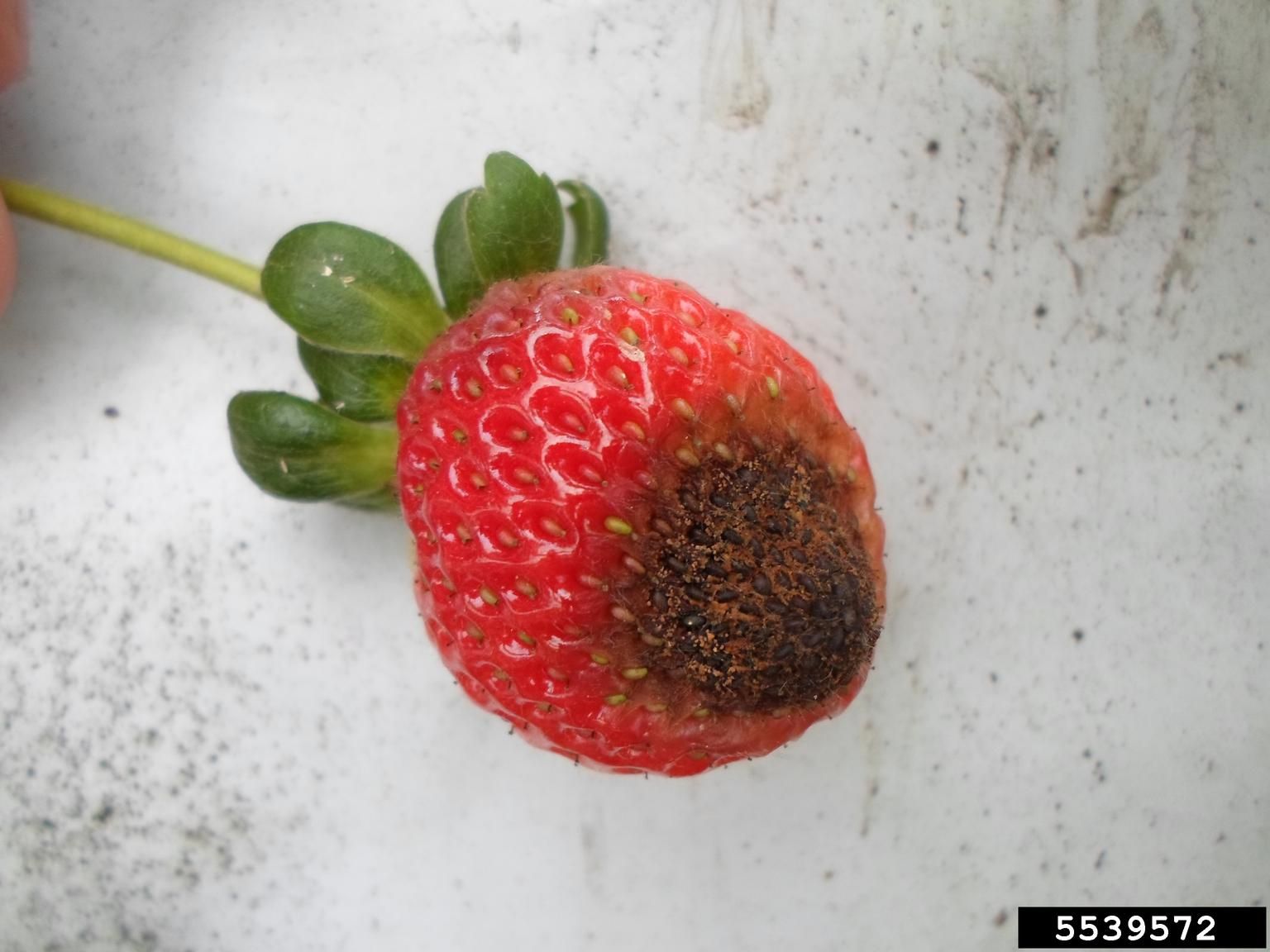 Strawberry Anthracnose Info: How To Treat Anthracnose Of Strawberries ...
