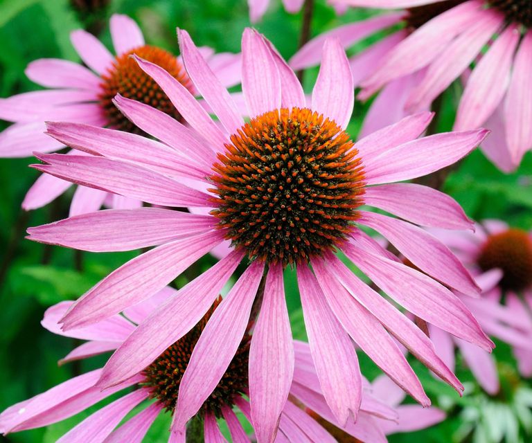 Best coneflower varieties: 15 charming echinaceas for summer | Homes ...