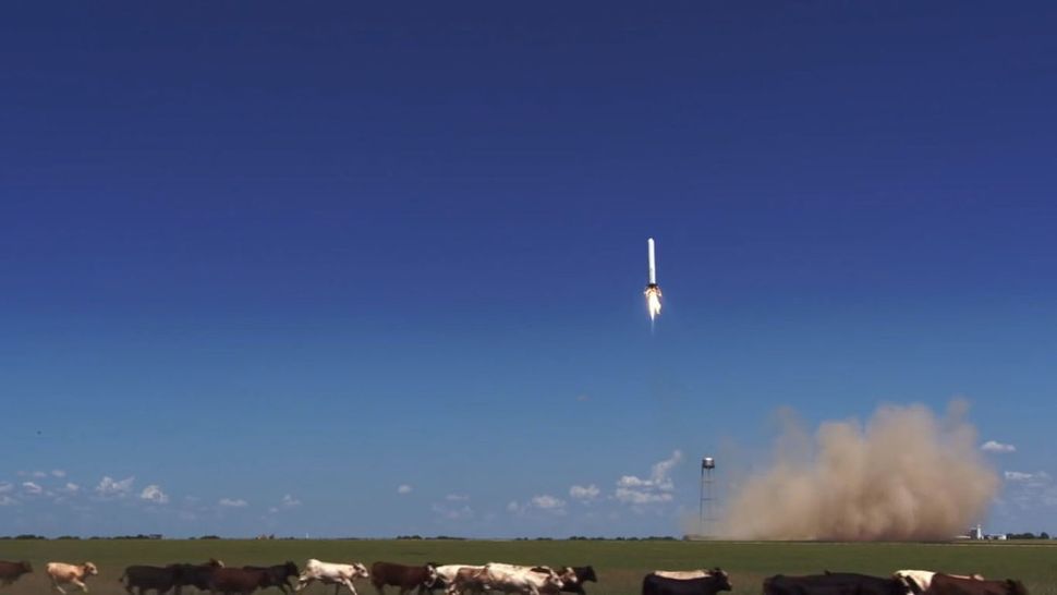SpaceX Rocket Test Sends Cows on the Moo-ove (Video) | Space
