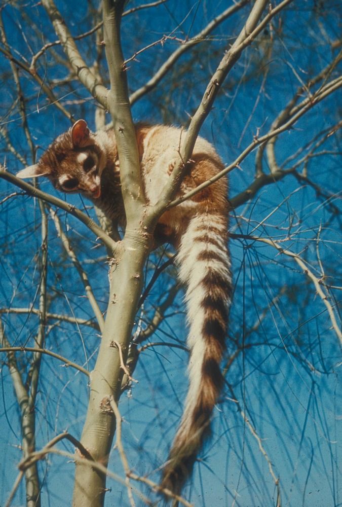 Ringtail Cats: Photos of the 'Cutest Animal in North America': Page 2 ...