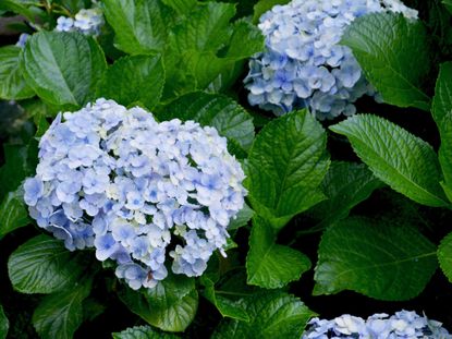 ‘The future of your blooms depends on it!’ 5 common hydrangea mistakes ...