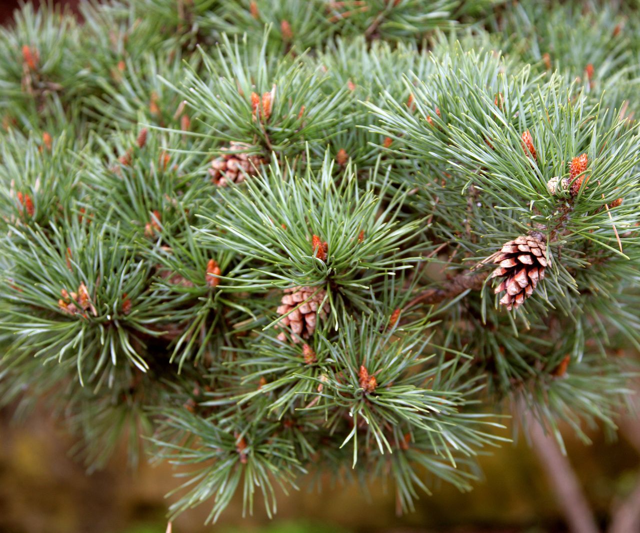 Best Christmas tree varieties - 12 real tree options | Homes and Gardens