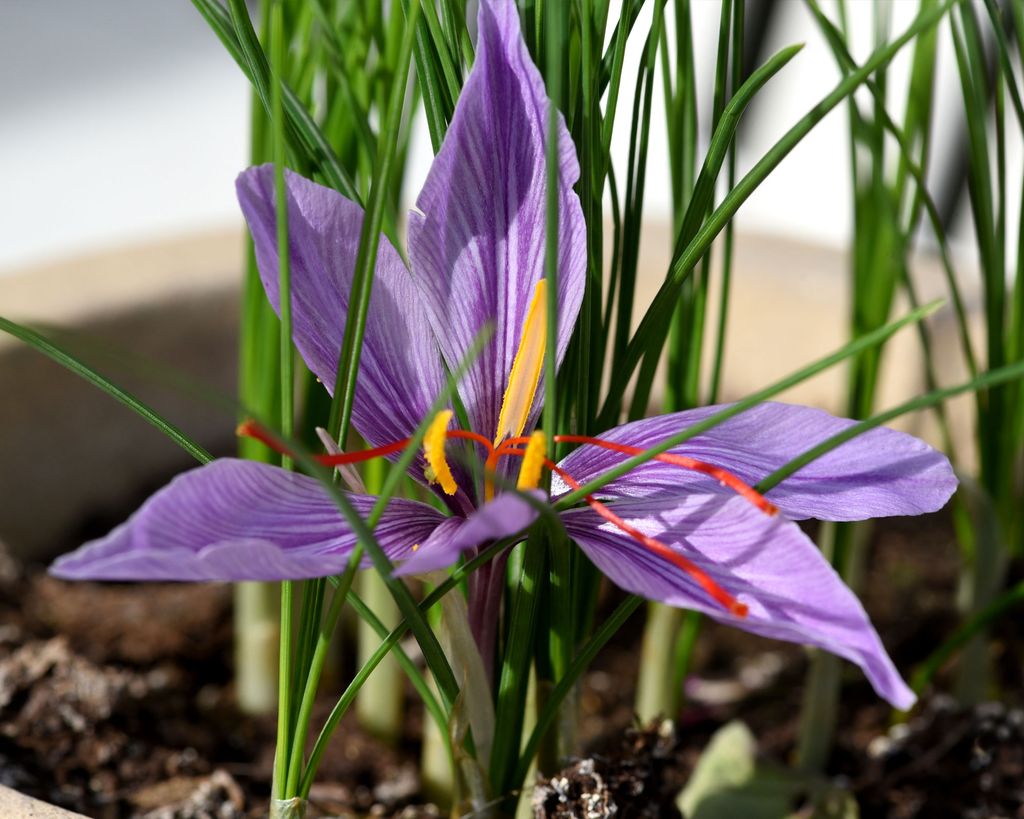 How to grow saffron: a step-by-step guide to grow saffron | Homes and ...
