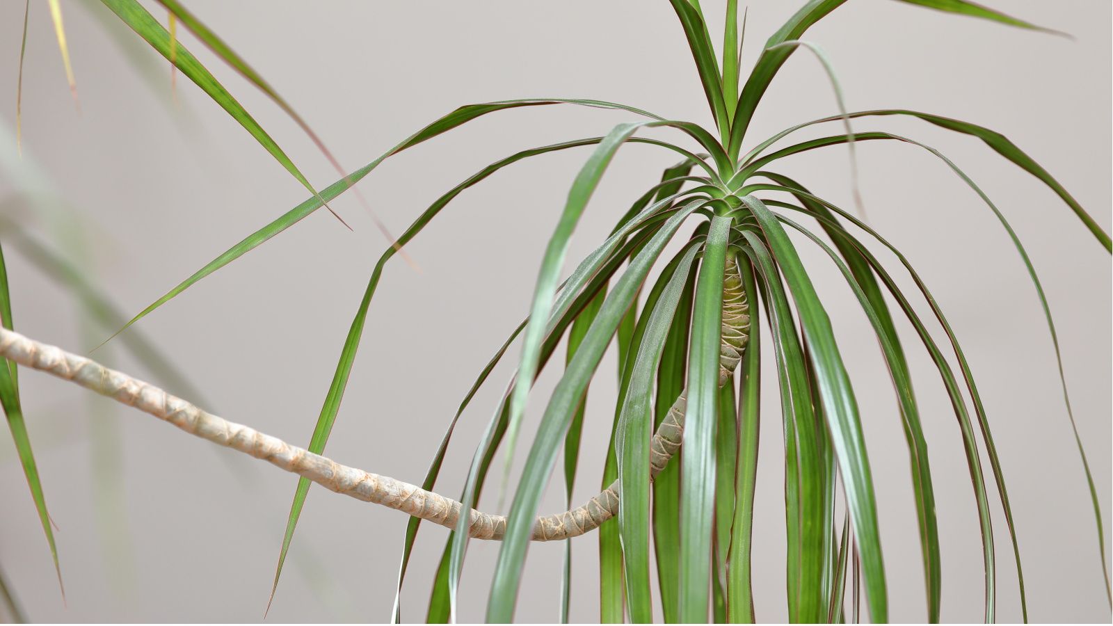 How to propagate a dragon tree in 3 easy steps | Homes and Gardens