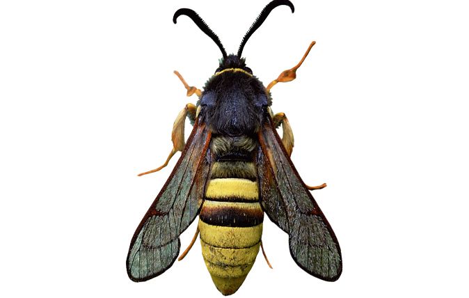 A simple guide to identifying British moths | Country Life