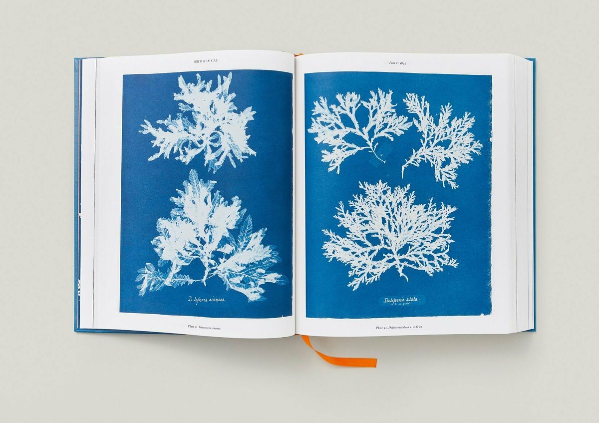 First female photographer Anna Atkins gets her beautiful cyanotypes ...