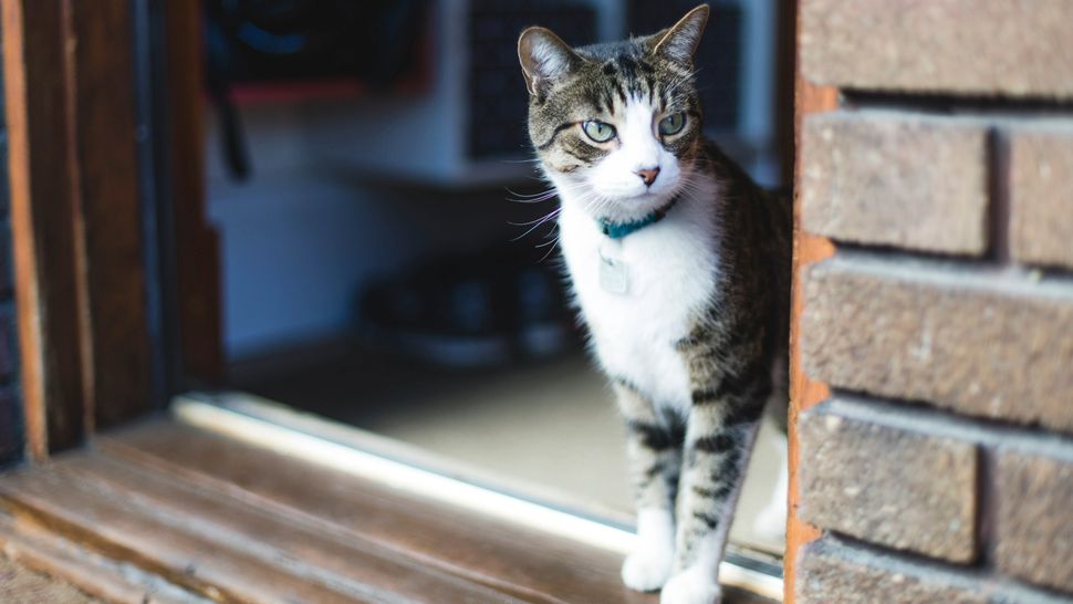 Wondering can cats find their way home? Here’s the answer (and it might ...