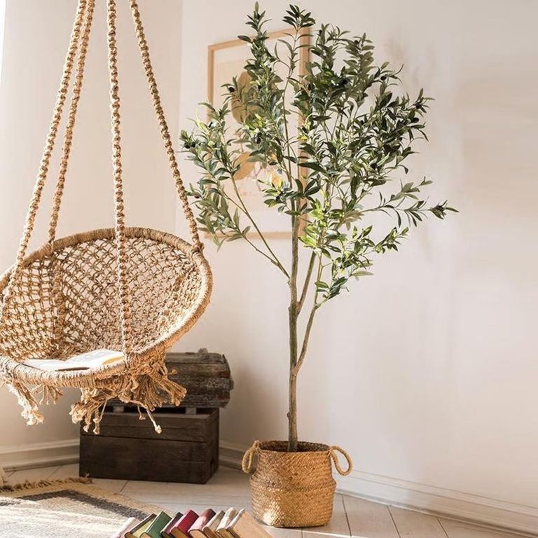 This Sell-Out Olive Tree From Costco has Gone Viral | Livingetc