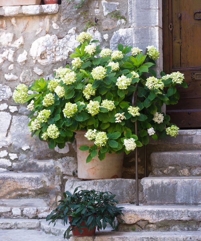 How to grow hydrangeas in pots: expert tips for containers | Homes and ...