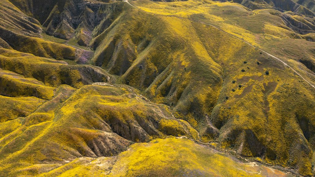What is a super bloom – and how can you see one responsibly? | Advnture