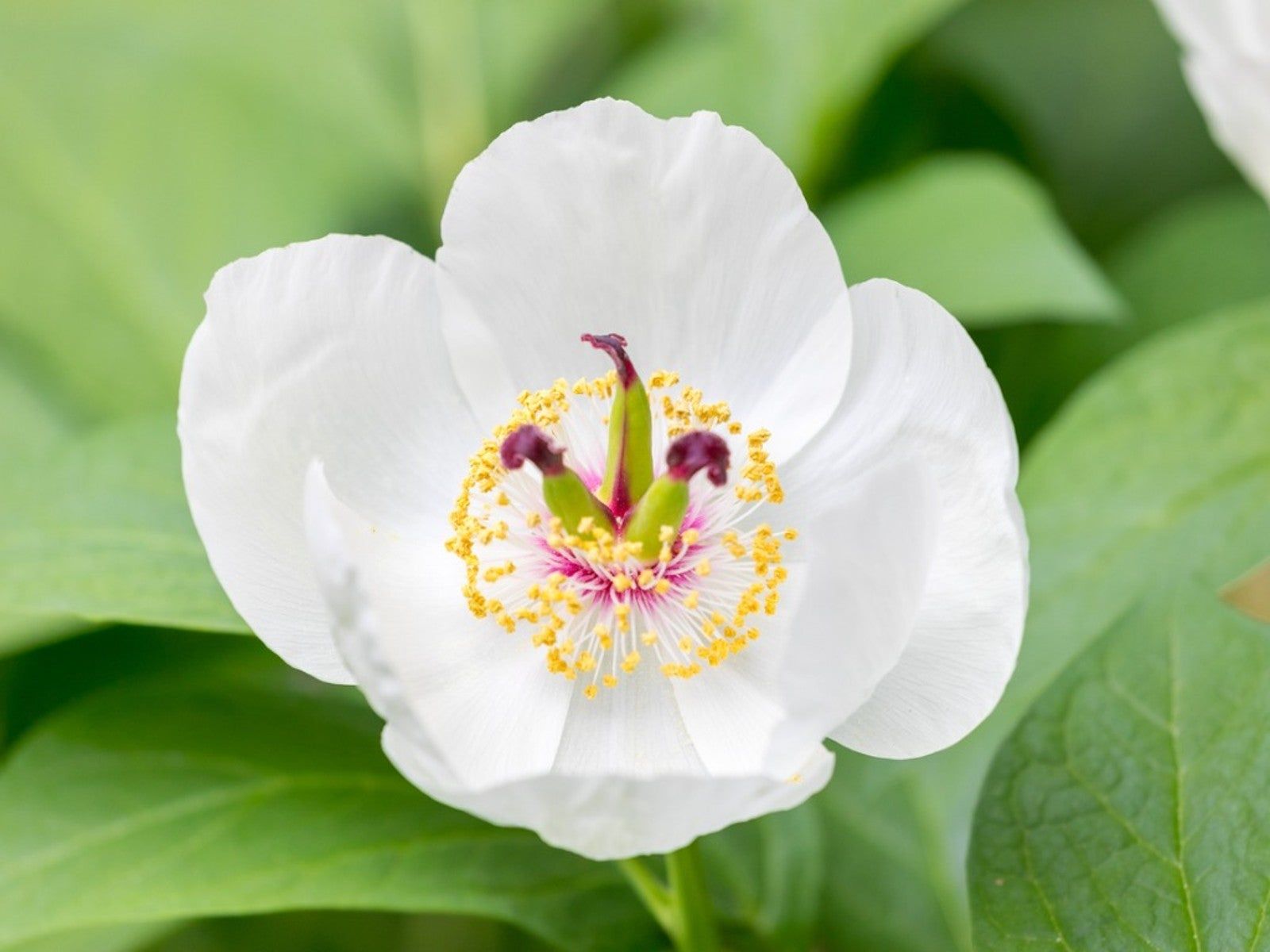 Growing Woodland Peonies In Shady Gardens | Gardening Know How