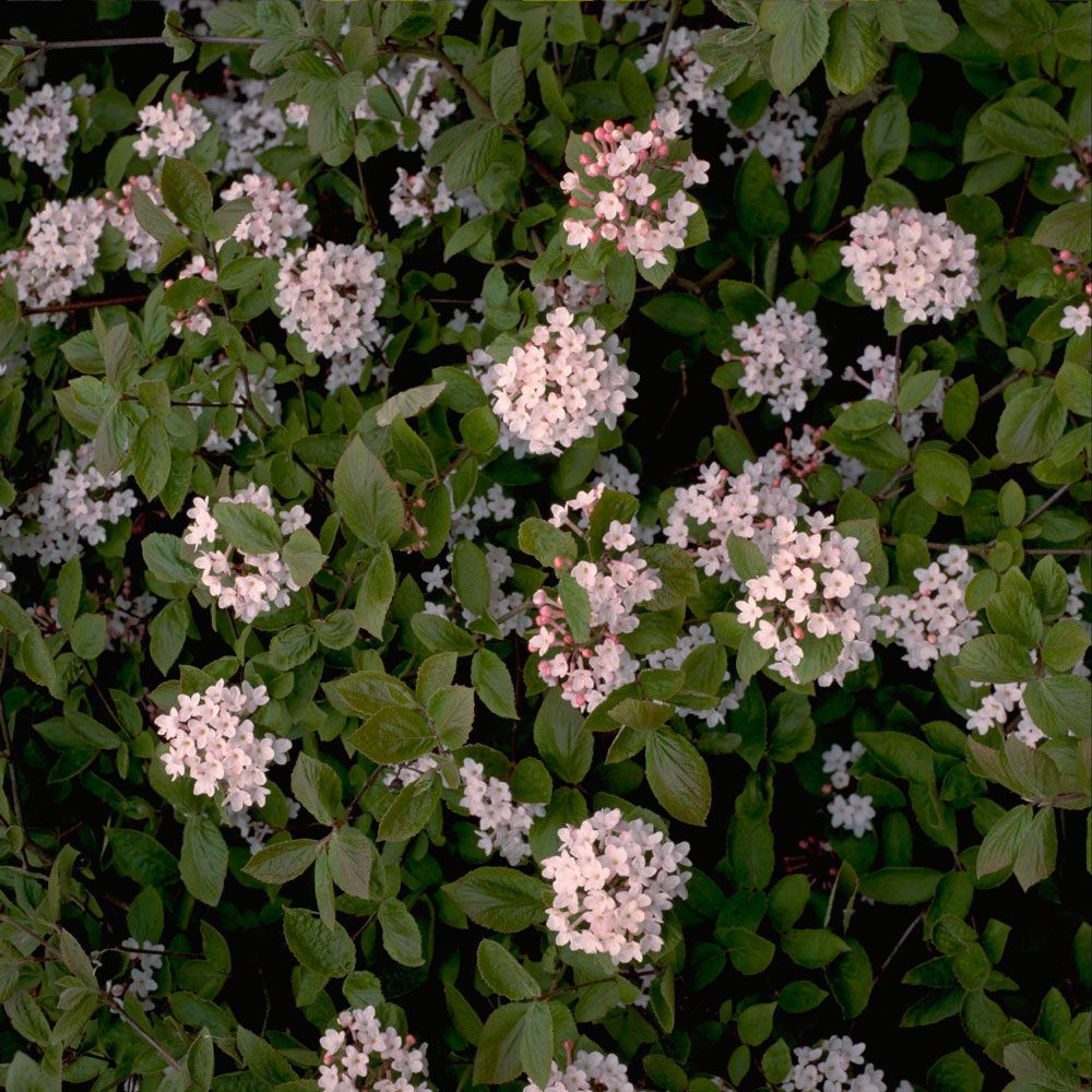 10 pollution-tolerant plants and how to care for them | Summer plants ...