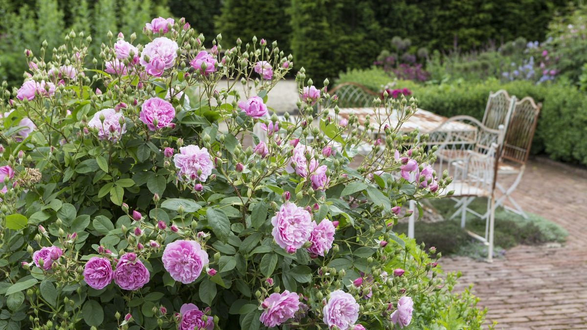 Best roses for small spaces: 5 flowers for pots and tiny yards | Homes ...