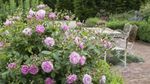 How to grow ground cover roses: for low-growing blooms | Homes and Gardens