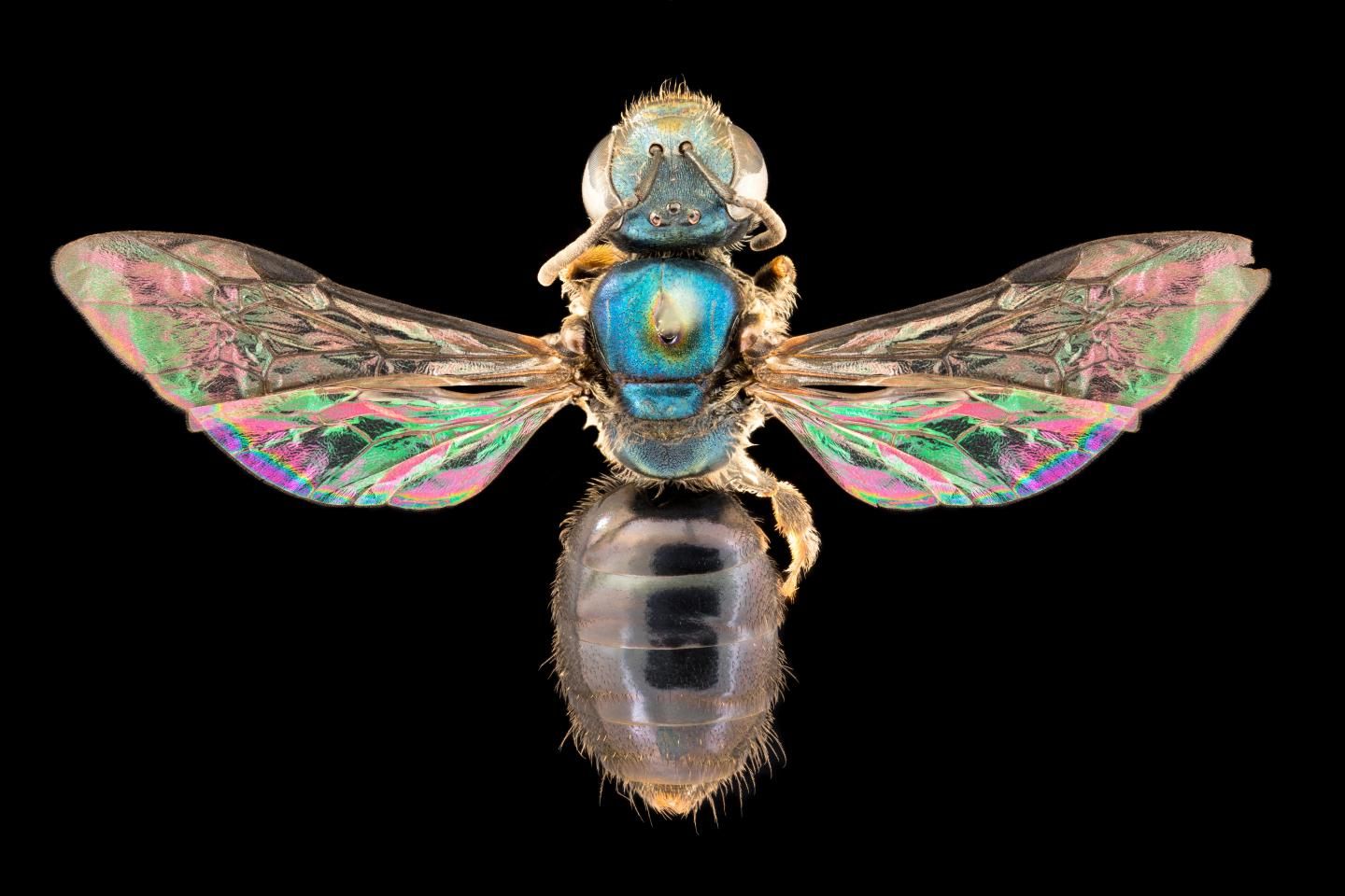 Gorgeous images of Australian 'rainbow' bees will blow your mind | Live ...