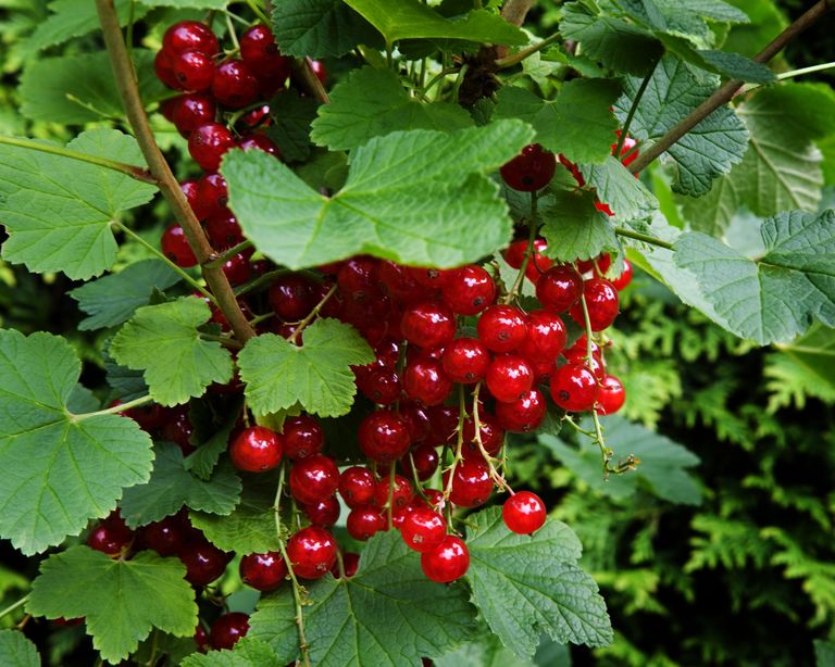 Is it illegal to grow currants in the United States? | Gardeningetc