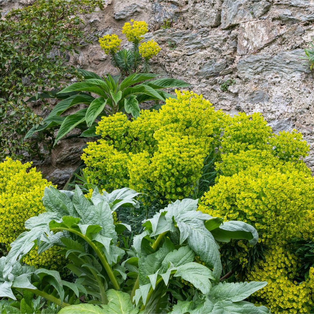 7 plants you should never touch to avoid rashes and injuries | Ideal Home