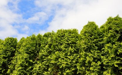Best Trees for Privacy — 13 Varieties to Help Screen a Yard | Livingetc