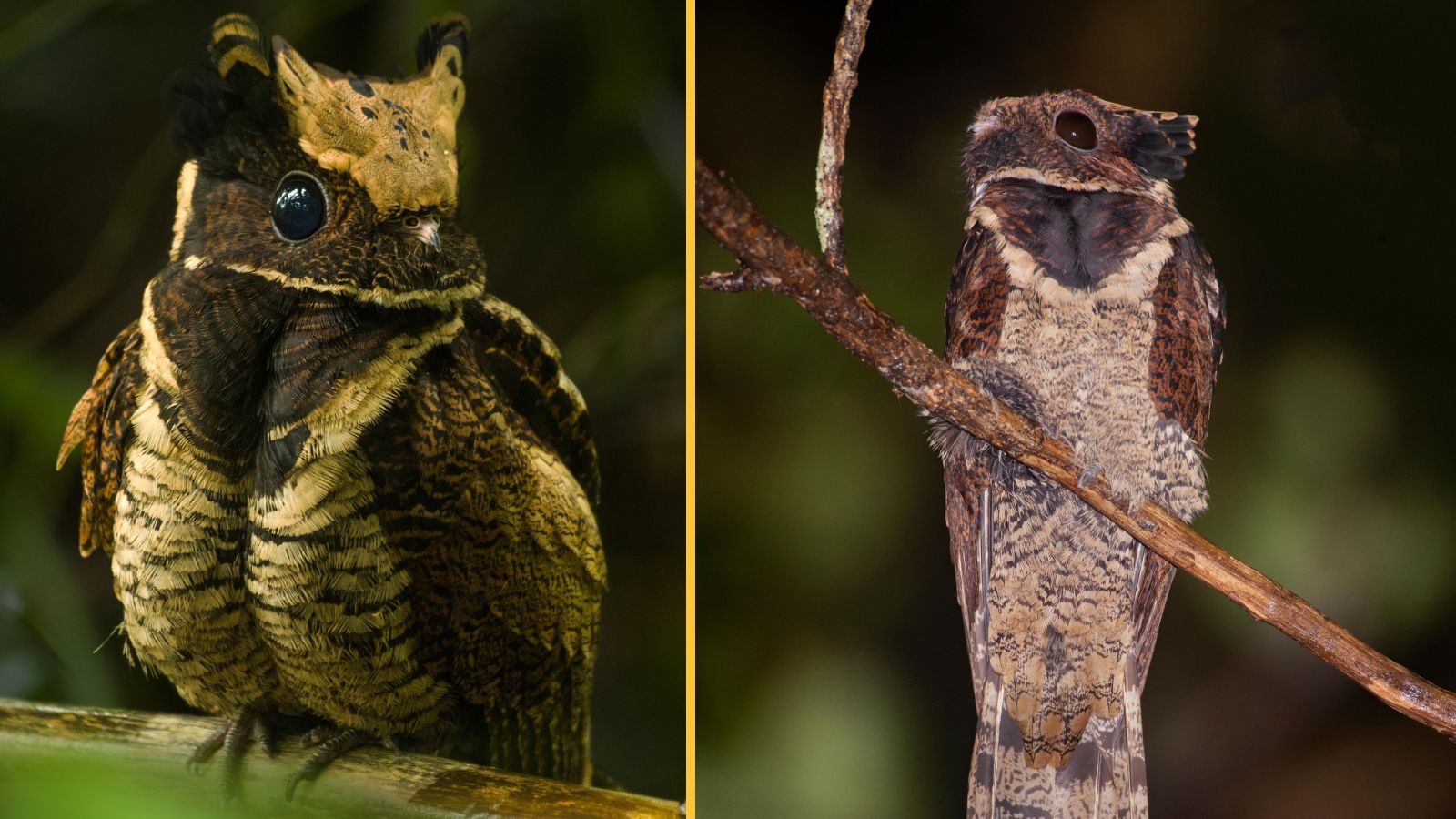 Great eared nightjar: The 'baby dragon' bird that lays its eggs on the ...