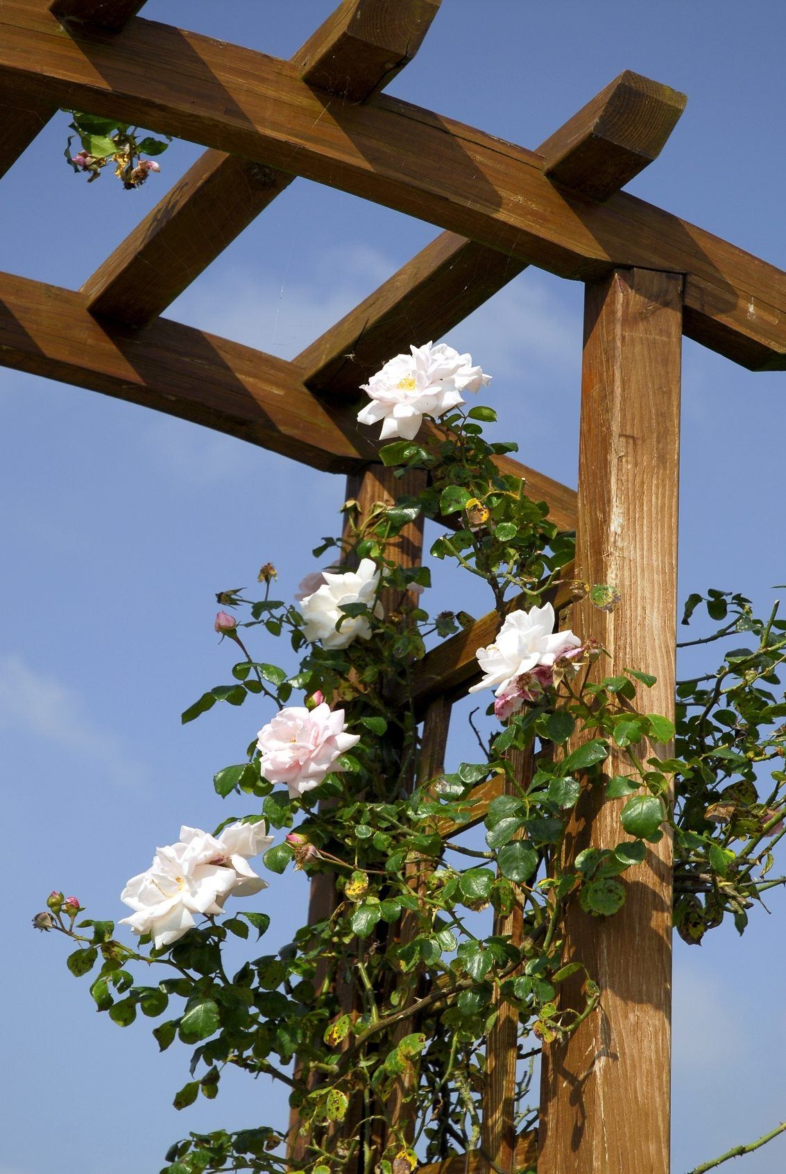 Climbing Roses Won't Climb: Why A Climbing Rose Doesn't Climb ...