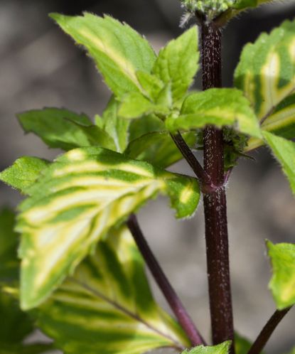 Best unusual herbs: 9 herbs to grow for interesting flavor | Homes and ...