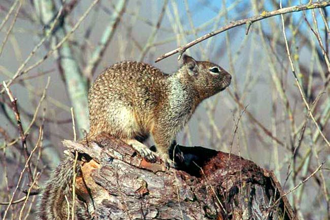 Why So Many Animals Evolved to Masturbate | Live Science