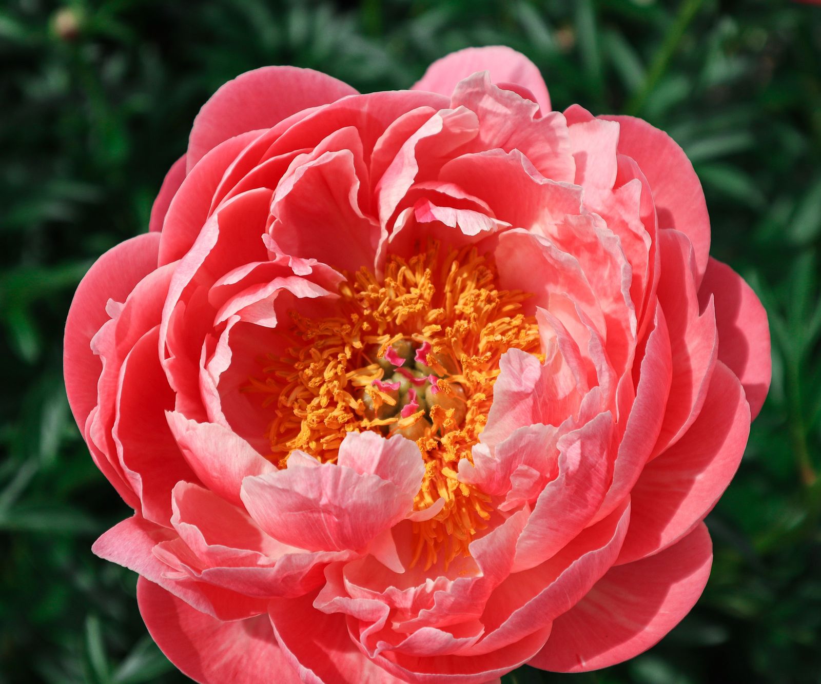 Grow These 8 Peony Colors For A Spring Rainbow In Your Yard | Gardening ...