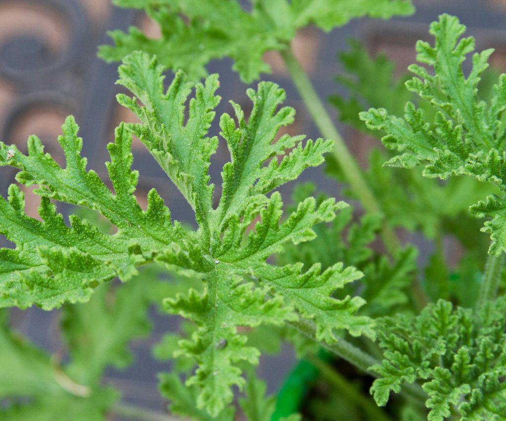 How to grow citronella: tips for outdoors and indoors | Homes and Gardens