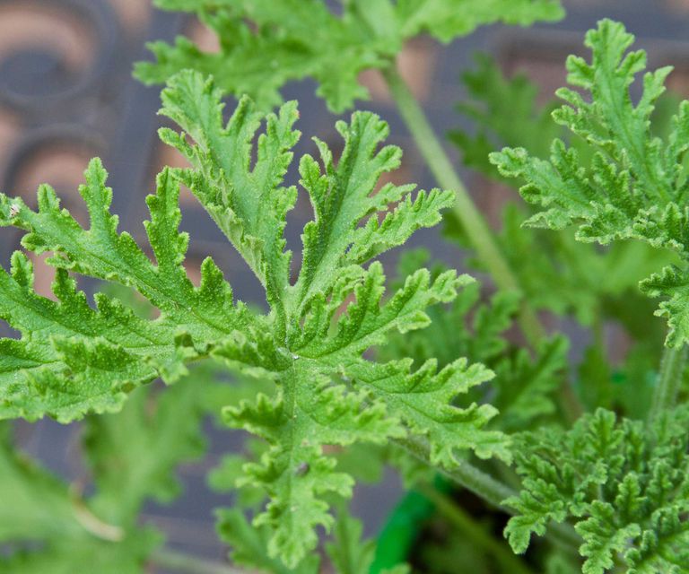 How to grow citronella: tips for outdoors and indoors | Homes and Gardens