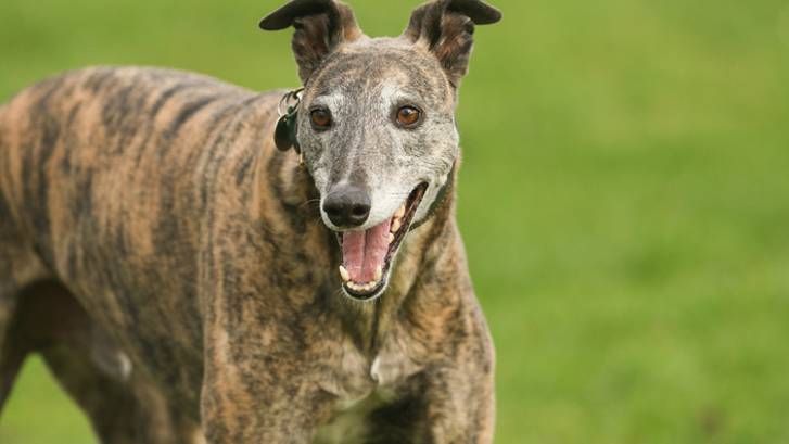 What is a sighthound? 29 sighthound breeds and what you need to know ...