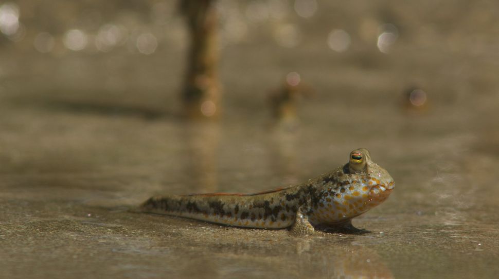 Weirdo blinking fish could hold the secrets to how our ancestors ...