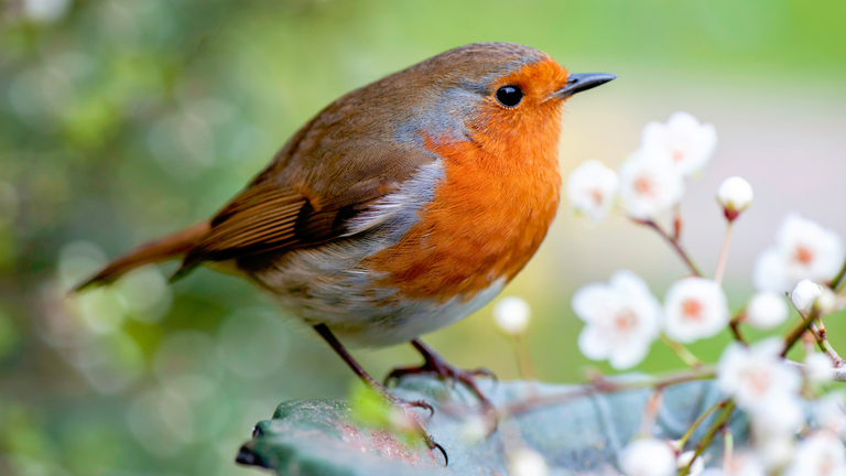 How to attract robins to your garden | Ideal Home