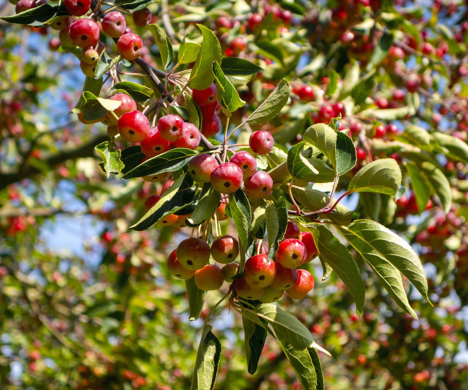 US hardiness zone 4: expert advice on gardening in zone 4 | Homes and ...