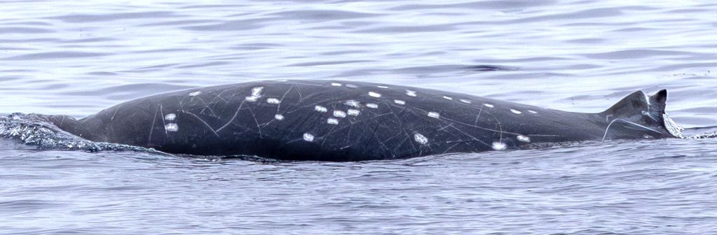 Scientists discover uncommon tusked whale alive at sea for the primary ...