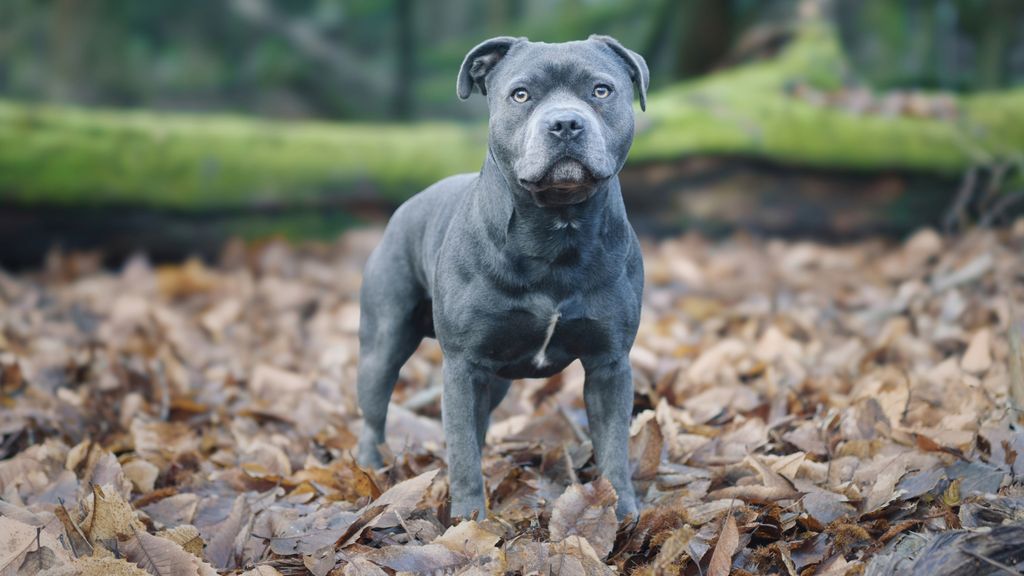 American Pit Bull Terrier vs Staffordshire Bull Terrier | PetsRadar