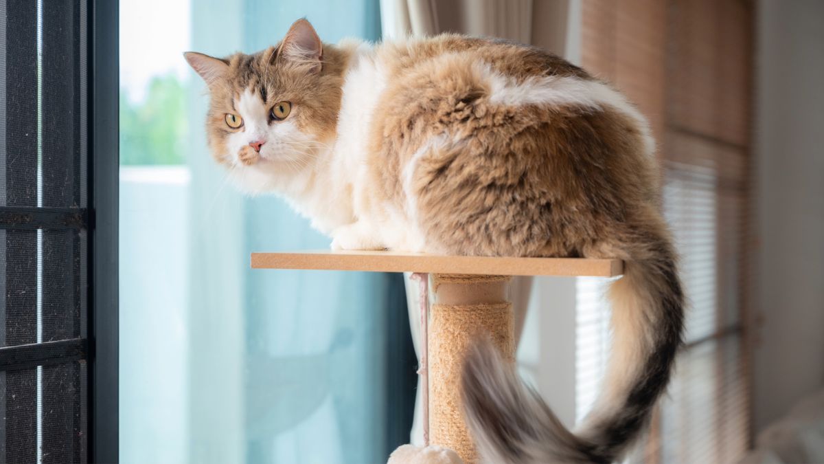 32 ways to build more fun into your cat's routine | PetsRadar
