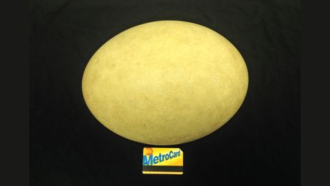 6 incredible egg facts, just in time for Easter | Live Science