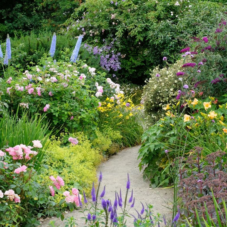 Rue Herb: How To Grow Rue | Gardening Know How